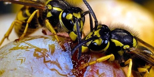 Other Pest - Boecker® Public Safety