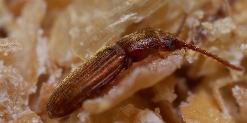 Other Pest - Boecker® Public Safety